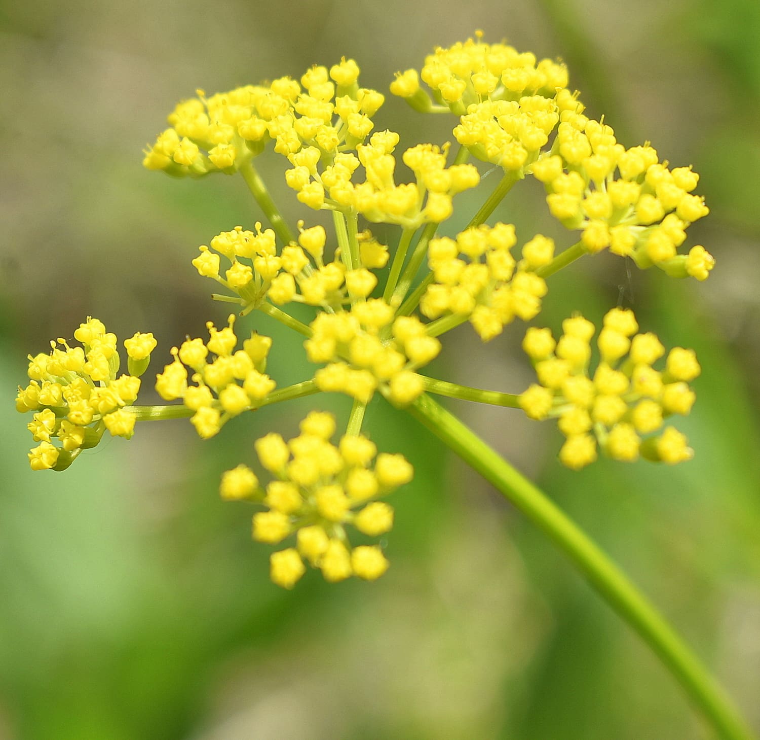 Education Programs - Gammelgården Museum